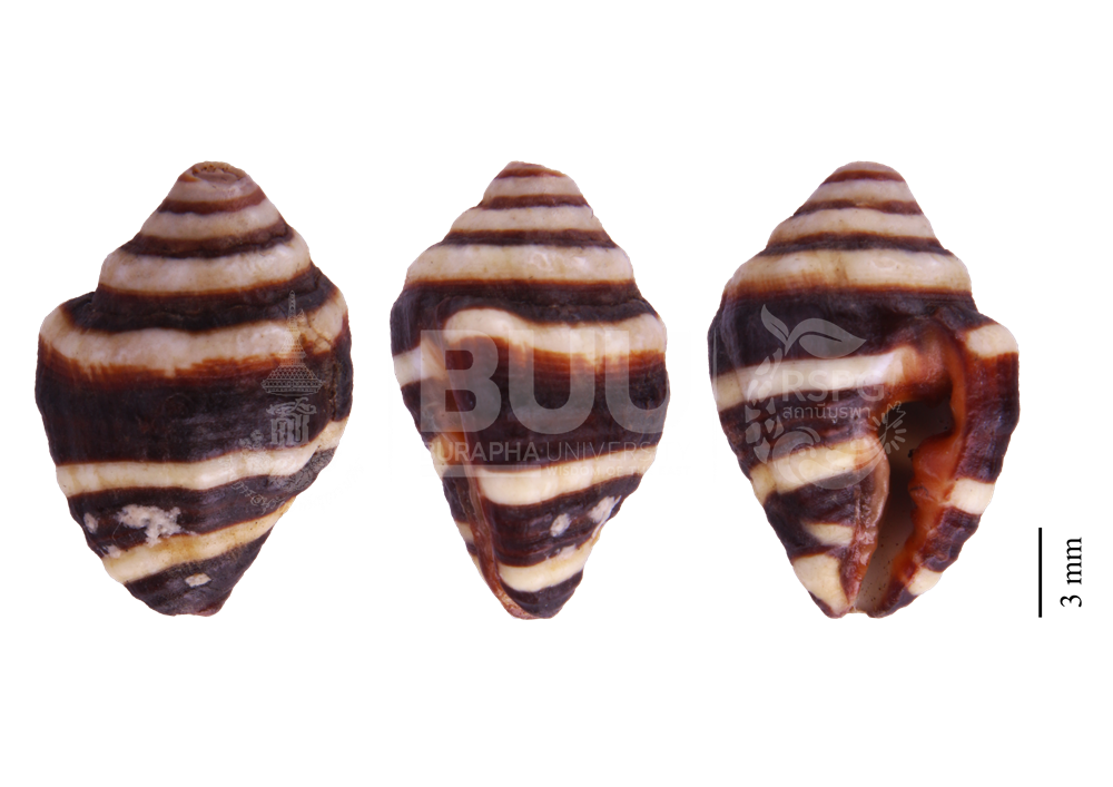 pongrat-dumrongrojwattana - RSPG