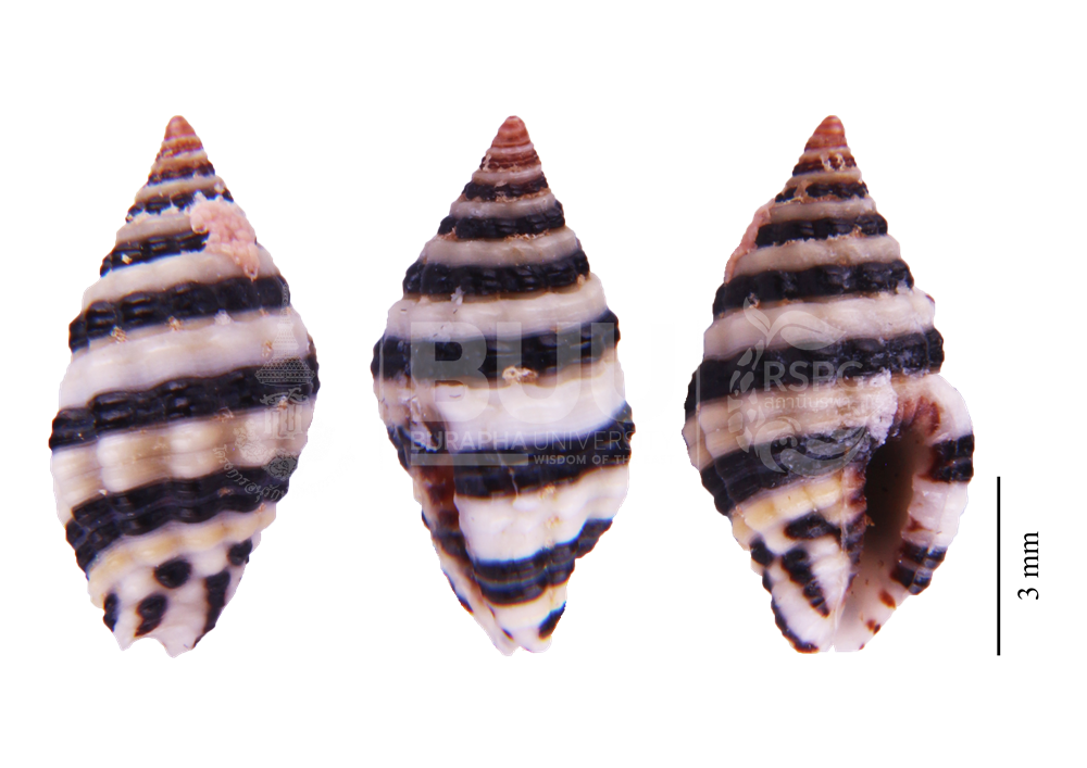 pongrat-dumrongrojwattana - RSPG