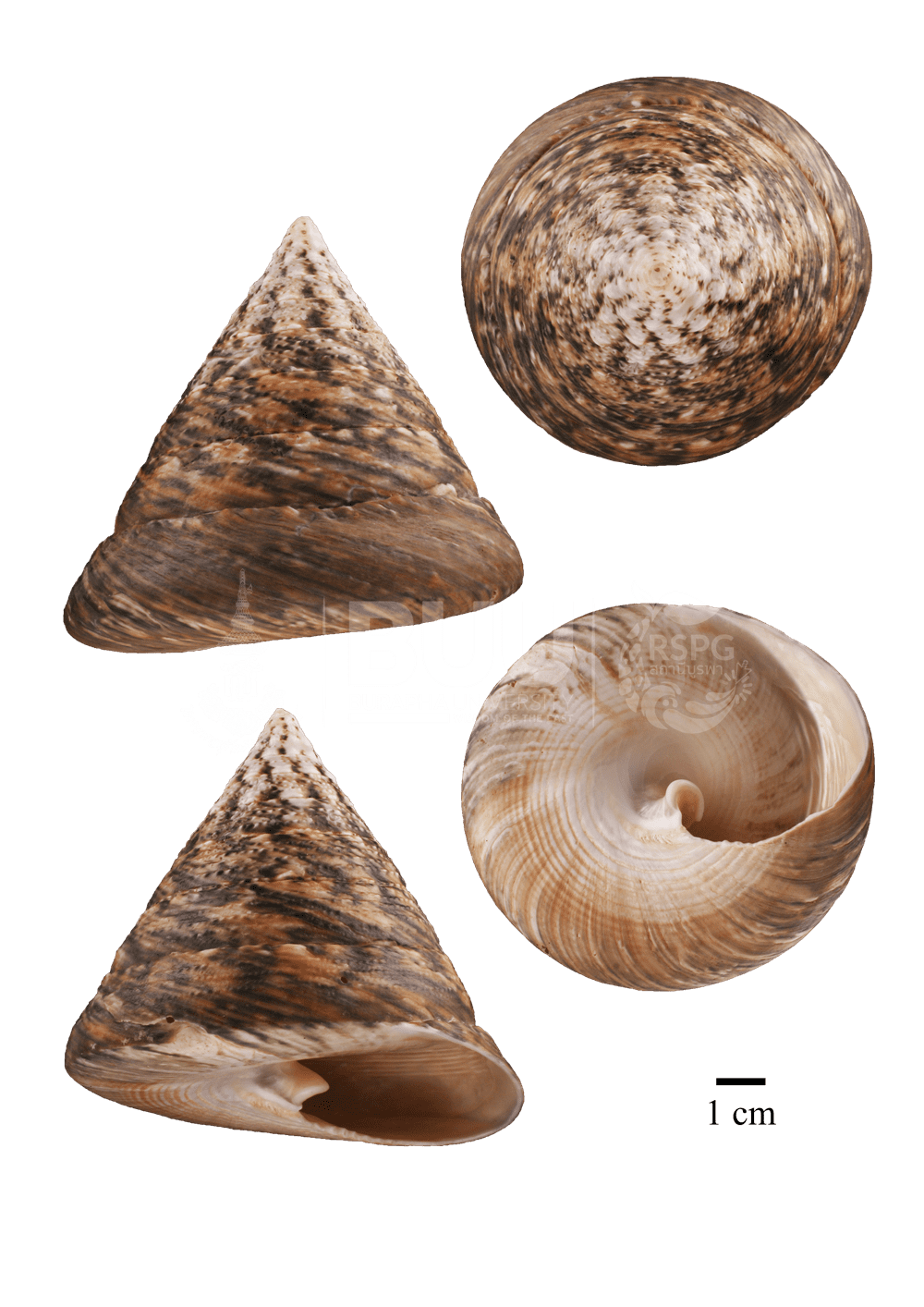 pongrat-dumrongrojwattana - RSPG